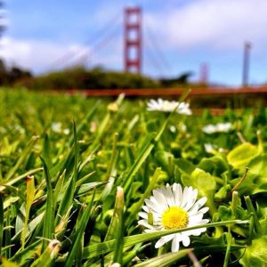 A hippie's guide to San Francisco